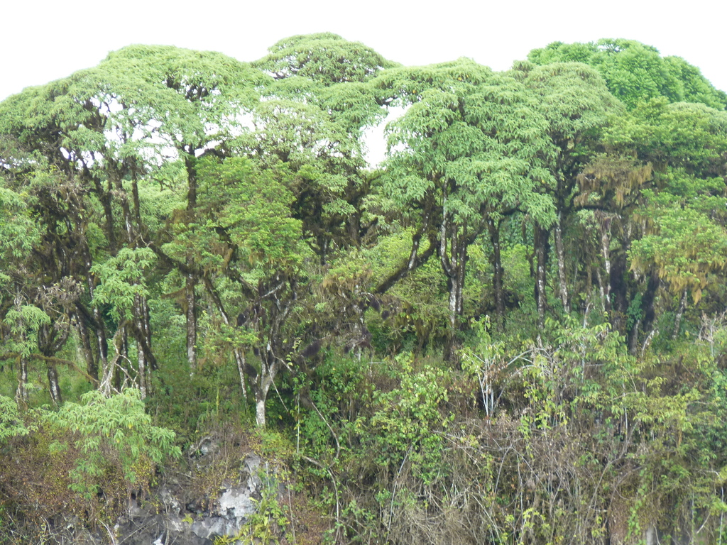 Scalesia pedunculata in February 2014 by David Torres · iNaturalist