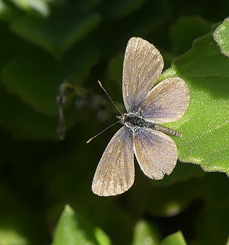 Blues from Bergville on April 16, 2020 at 01:29 PM by Colin Ralston ...