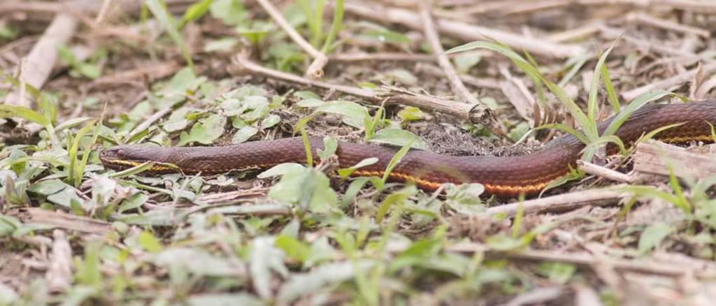 Painted Keelback from New Vision ECO City, Bangladesh on February 20 ...