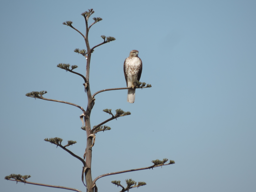 Red-tailed Hawk from Armadillo de los Infante, S.L.P., México on ...