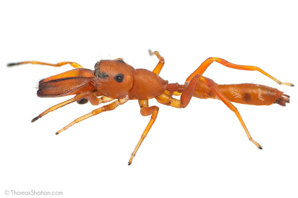 Slender Ant-mimicking Jumping Spider in May 2018 by Thomas Shahan ...