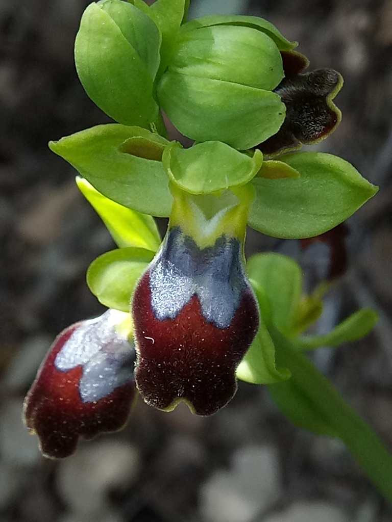 Brown bee orchid (Orchidaceae La Rioja) · iNaturalist