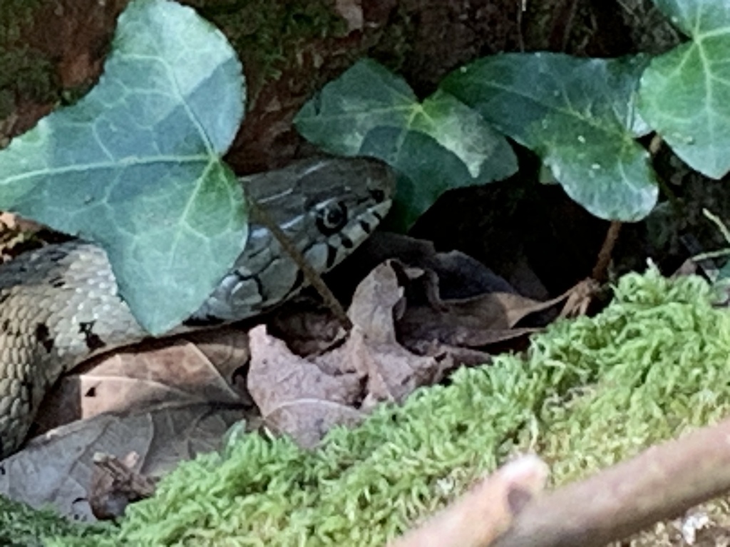 barred grass snake from Great Britain, Bodmin, England, GB on April 16 ...