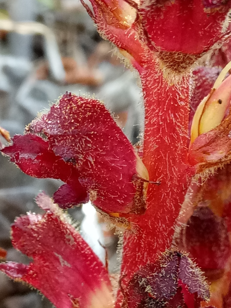 (Orobanche variegata) - Botanical Realm