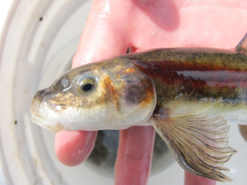 Common Suckers (Catostomus) - Marine Life Identification