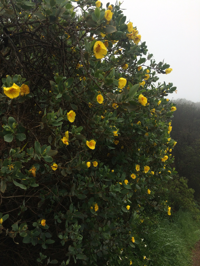 Channel Islands Tree Poppy from Channel Islands National Park, Channel ...