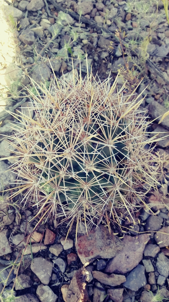 Stout Needle Mulee in April 2020 by stevocapo · iNaturalist