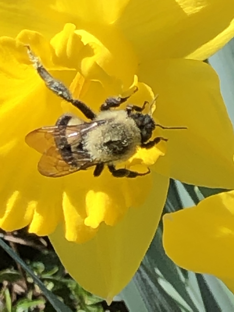 Common Eastern Bumble Bee in April 2020 by zzjandizz. I have the ...