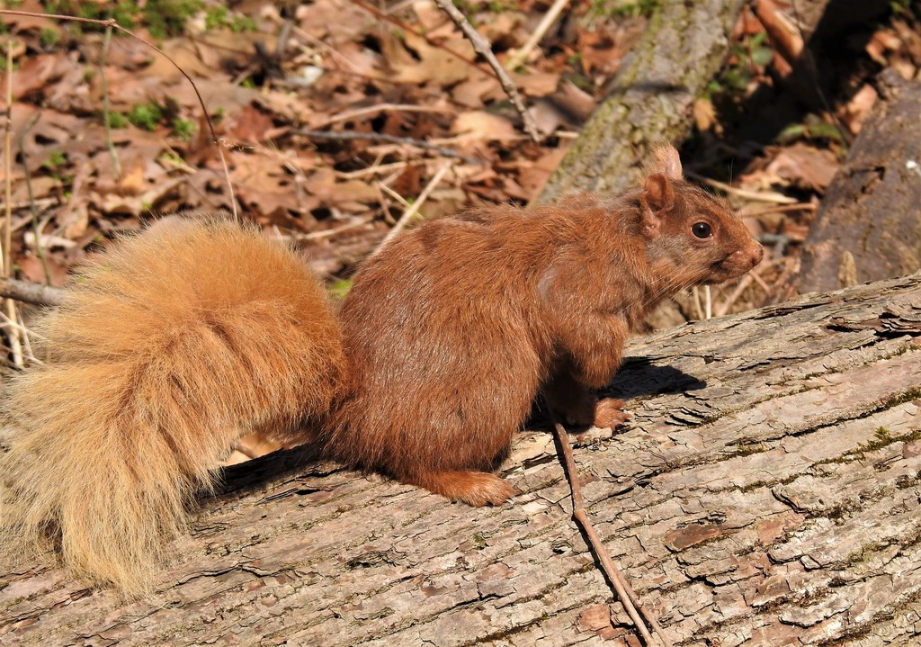 Eastern Gray Squirrel (Sciurus carolinensis) - Know Your Mammals