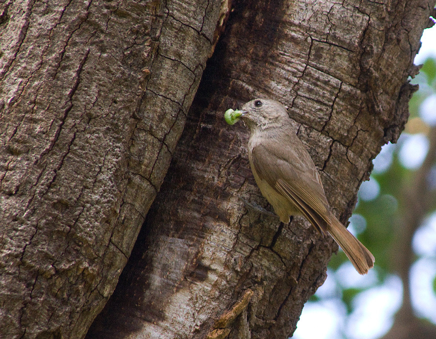 Oak Titmouse (More Mesa Bird Guide) · iNaturalist NZ