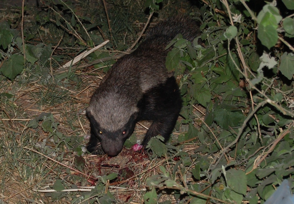 Ratel from Ngamiland East, Botswana on September 22, 2005 at 09:11 PM ...