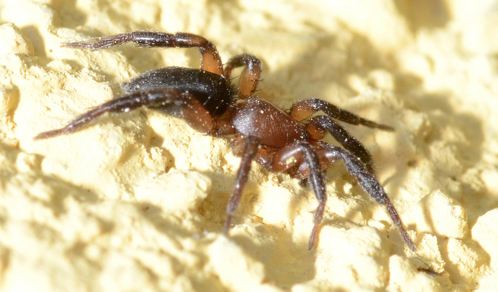 Zelotes electus from 10030 Vische TO, Italia on April 15, 2020 at 04:50 ...