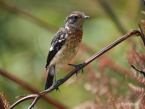 Subspecies Saxicola torquatus salax · iNaturalist