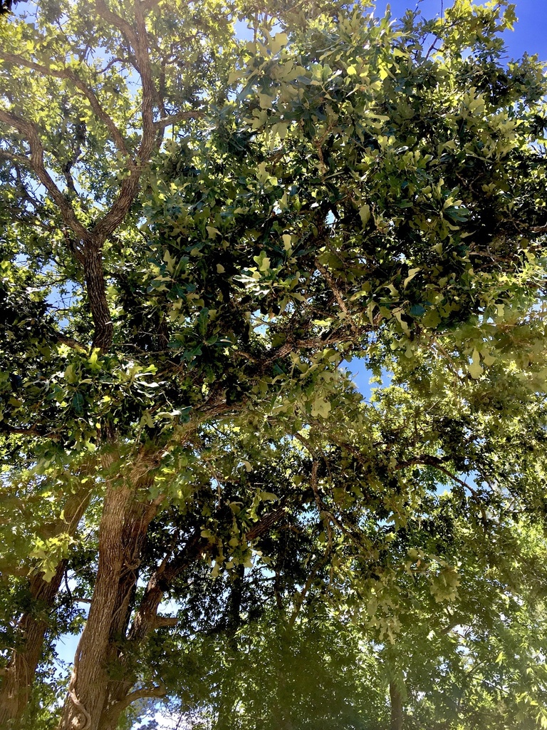 Bottomland Post Oak from FM-563, Anahuac, TX, US on April 16, 2020 at ...