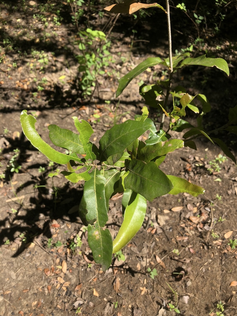 Texas live oak in April 2020 by Aidan Campos · iNaturalist