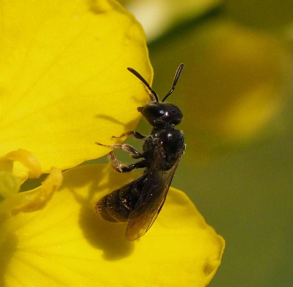 Lasioglossum politum from Opfingen, Freiburg im Breisgau, Deutschland ...