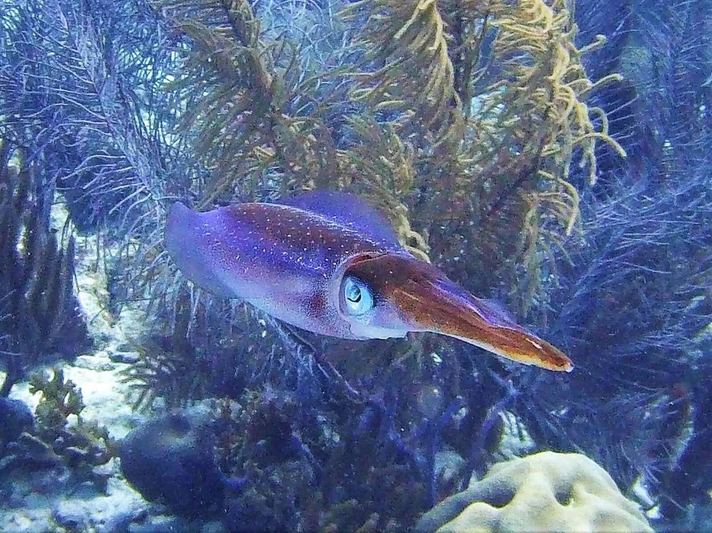 Caribbean Reef Squid from Bonaire, Caribbean Netherlands on December 09 ...