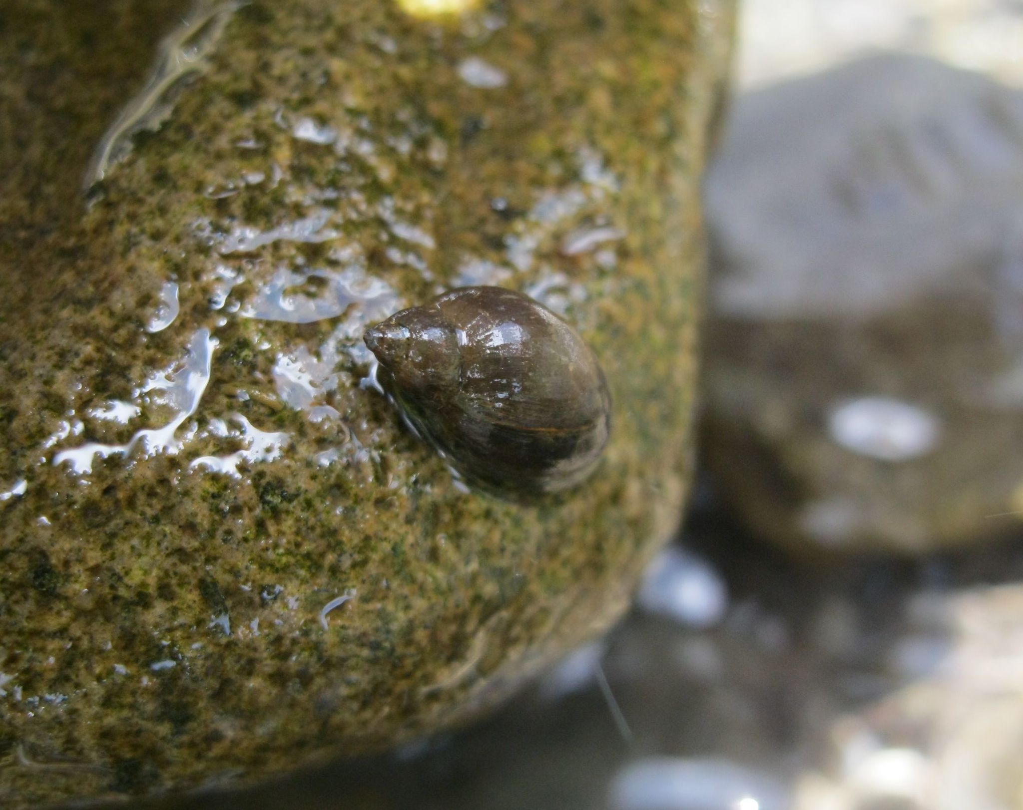 Radix rubiginosa (Michelin, 1831)