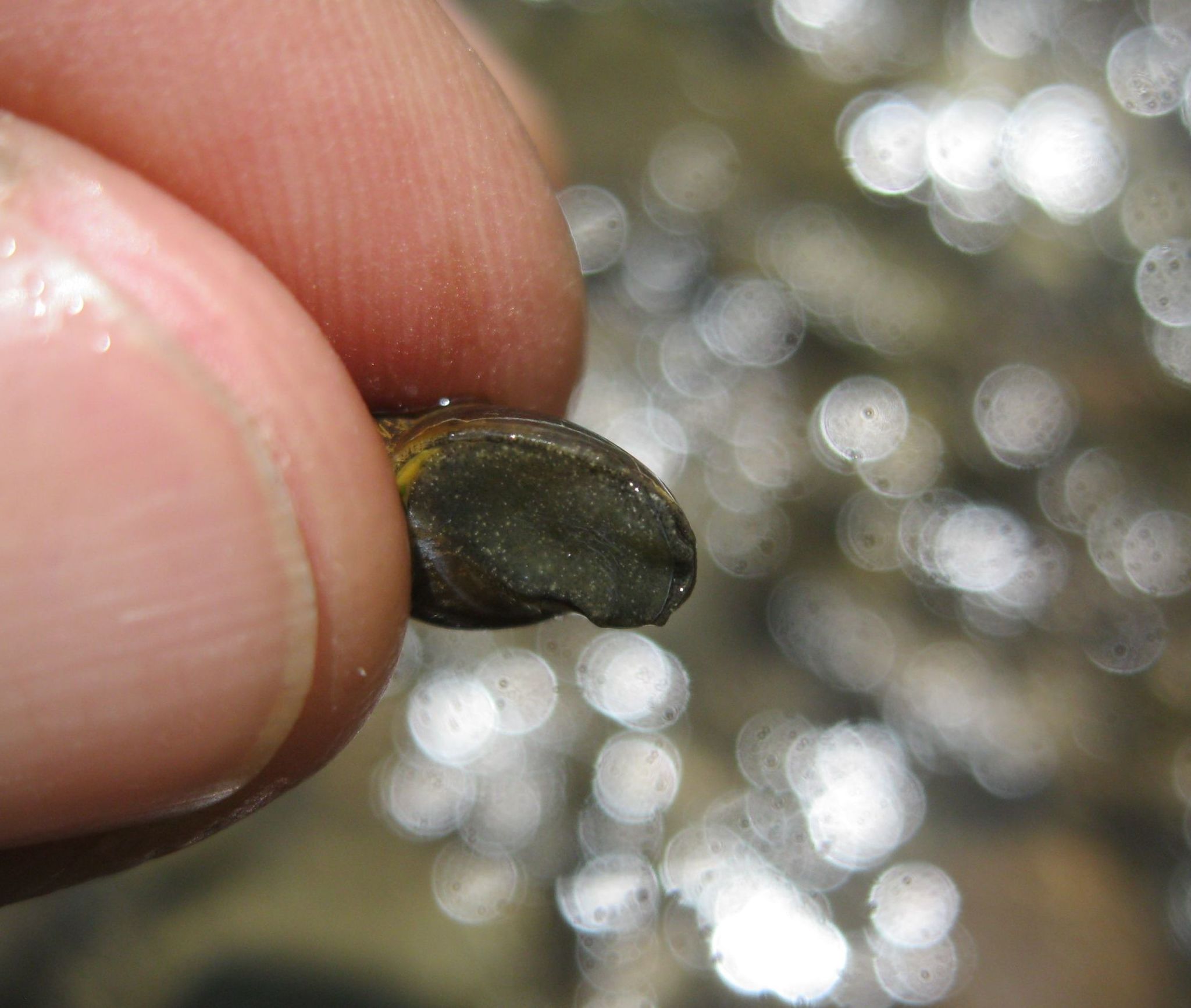 Radix rubiginosa (Michelin, 1831)