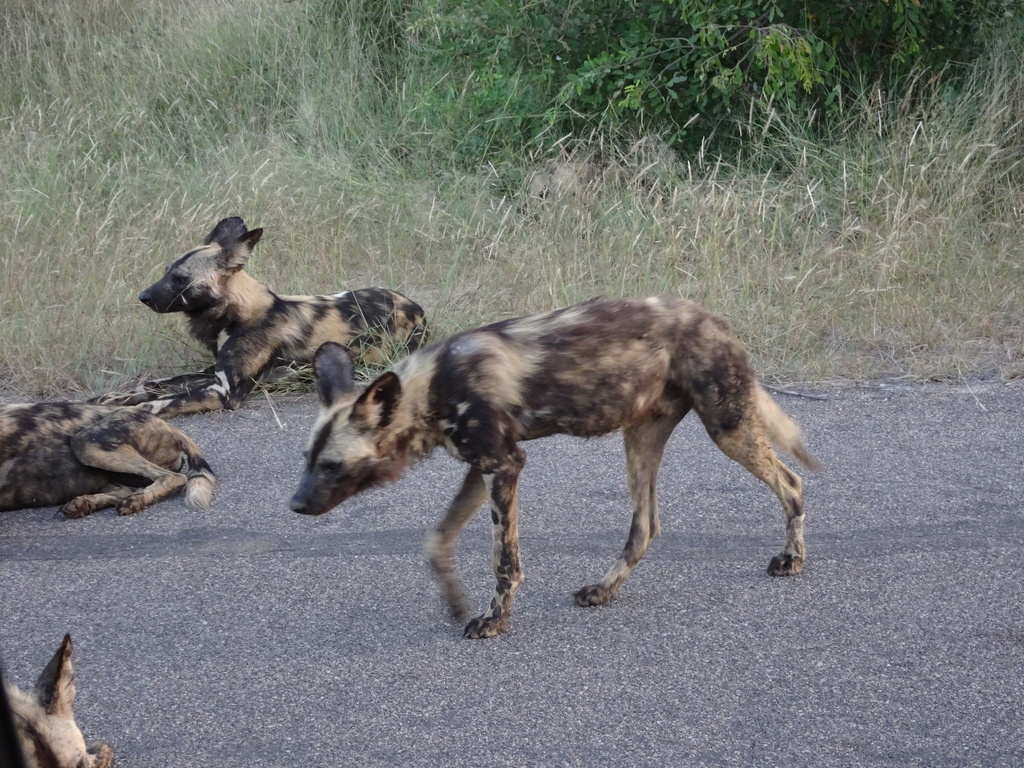Cape Wild Dog (Lycaon pictus pictus) - Know Your Mammals