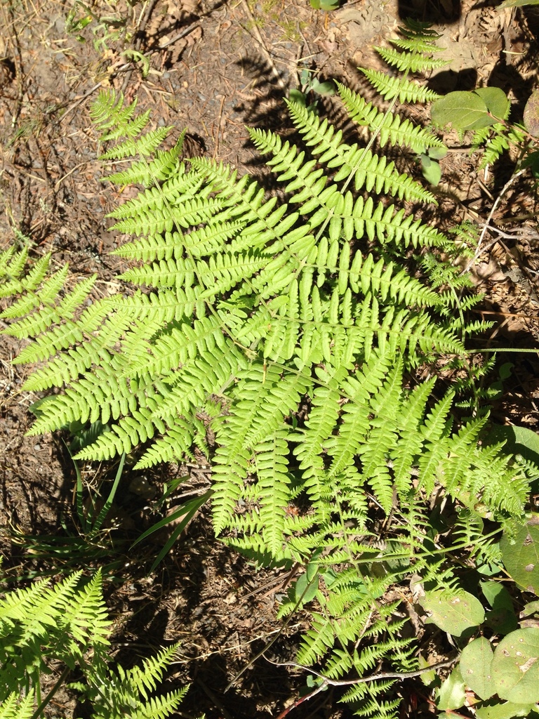 common bracken in April 2020 by skylee_ramirez · iNaturalist