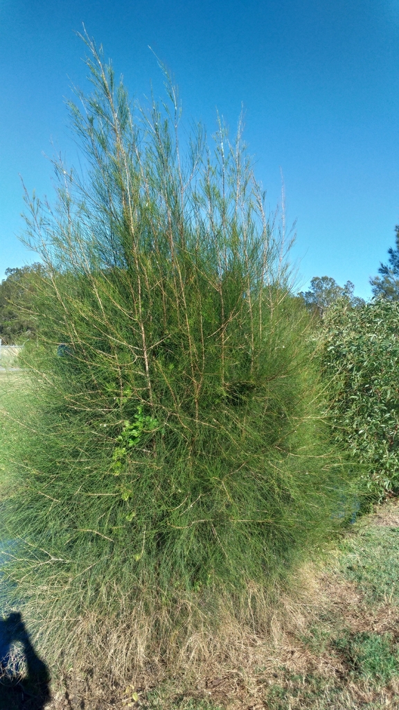 Swamp sheoak from Coombabah QLD 4216, Australia on April 17, 2020 at 08 ...