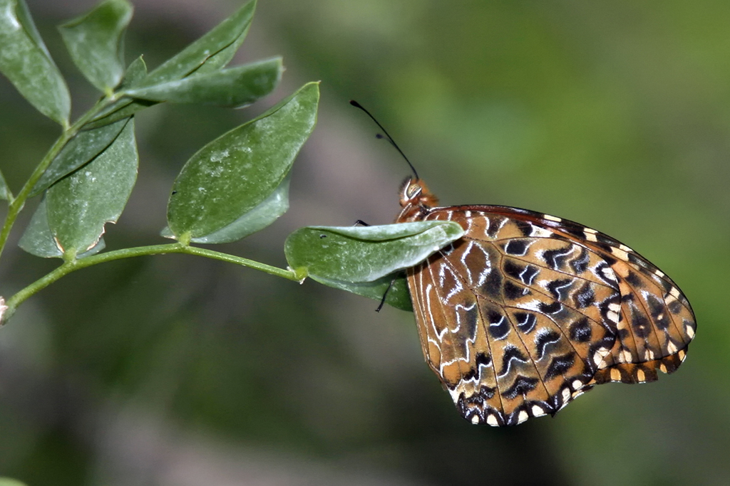Many-spotted King in September 2004 by Pedro Genaro Rodriguez · iNaturalist