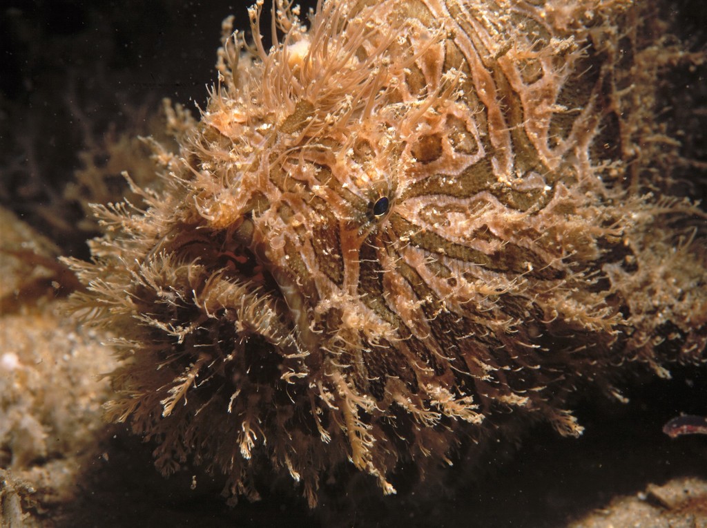 Striate Anglerfish from Sydney NSW, Australia on April 16, 2020 at 09: ...