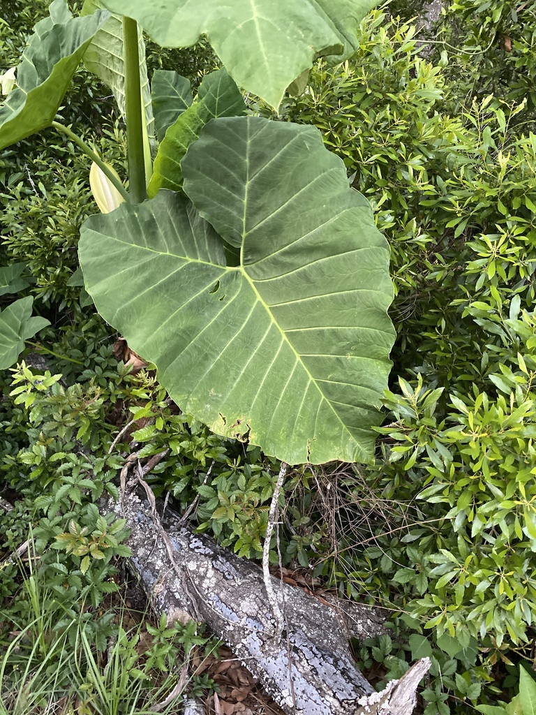 Arrowleaf Elephant's Ear from Thomas St, Patterson, GA, US on April 16 ...