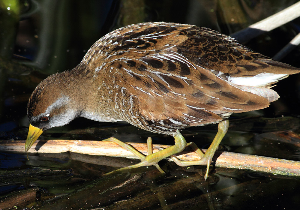 Sora (More Mesa Bird Guide) · iNaturalist