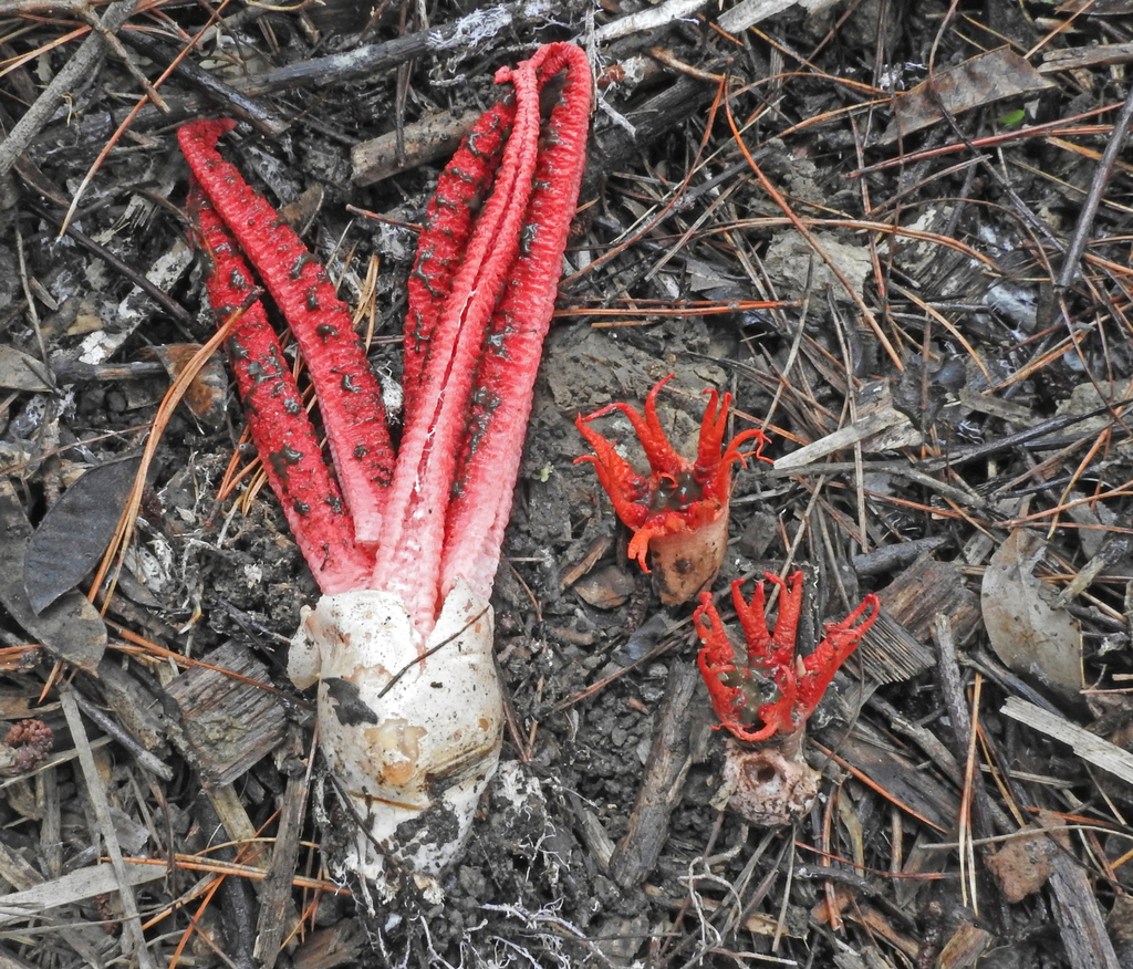devil's-fingers from Huntsbury, Christchurch on March 26, 2017 by Jerry ...