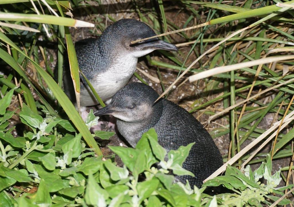 Australian Little Penguin from Jervis Bay JBT 2540, Australia on ...