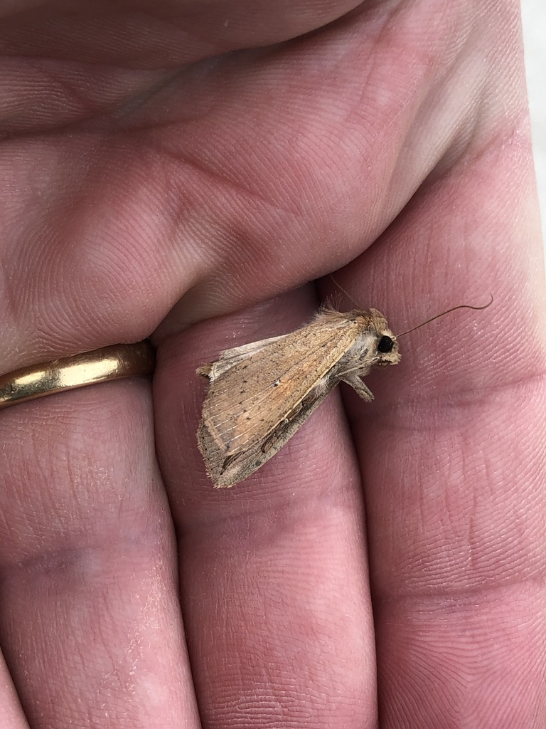 Northern armyworm from Eversham Drive, Rolleston, Canterbury, NZ on ...