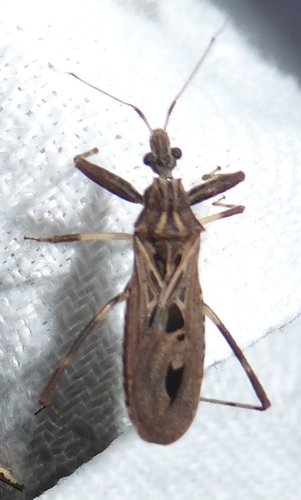 Oncocephalus sarawakensis · iNaturalist