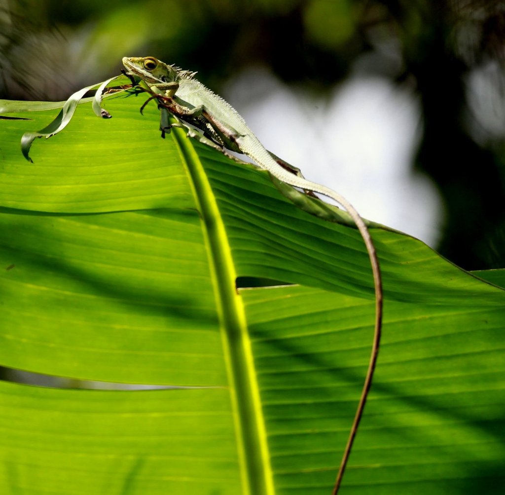 Marbled Crested Lizard from Tanay Epic Park, Luzón, Philippines. on ...