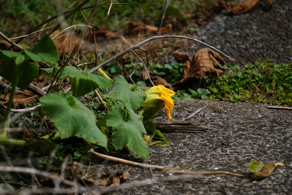 Pumpkin (Cucurbita maxima maxima) - Botanical Realm
