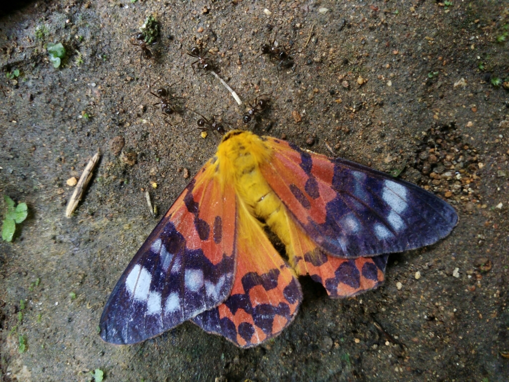 Dysphania cuprina in October 2016 by aswad andriyanto · iNaturalist