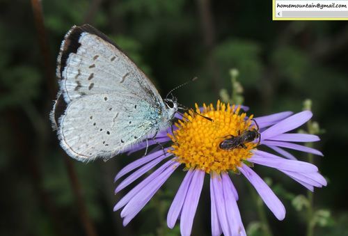 Celastrina perplexa · iNaturalist