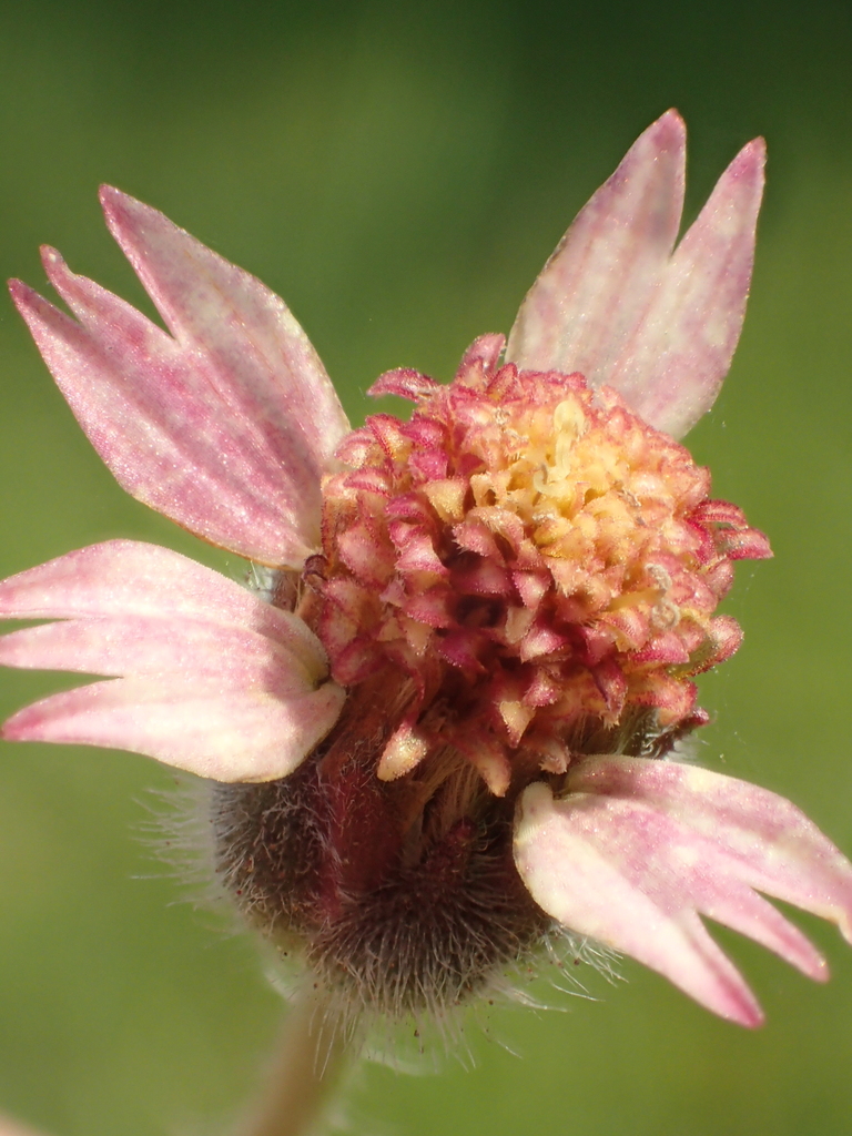 Tridax daisy (Tridax procumbens) - Botanical Realm
