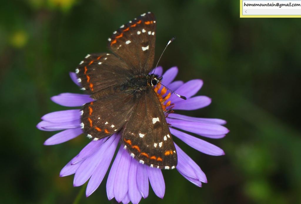 Polycaena lama from 中国四川省甘孜藏族自治州理塘县 on August 2, 2019 at 03:42 PM by ...