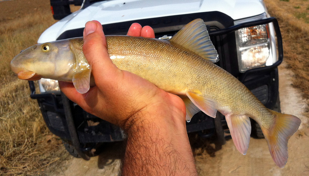 Bluehead Sucker in November 2013 by Jacob Stagg. This Bluehead sucker ...