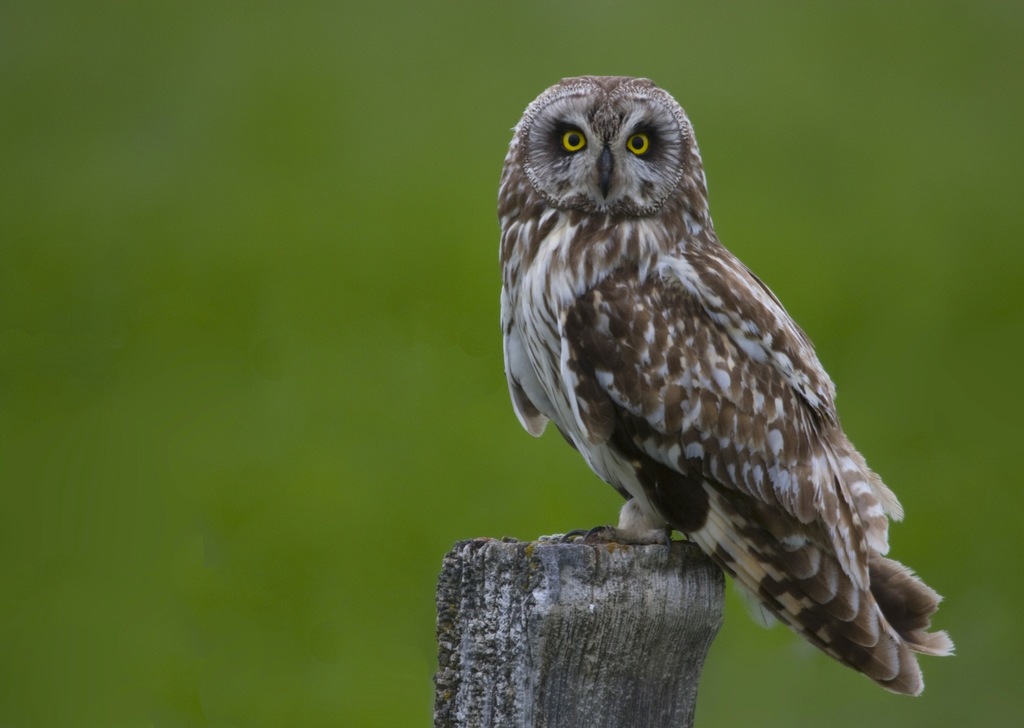 Short-eared Owl (More Mesa Bird Guide) · iNaturalist Mexico