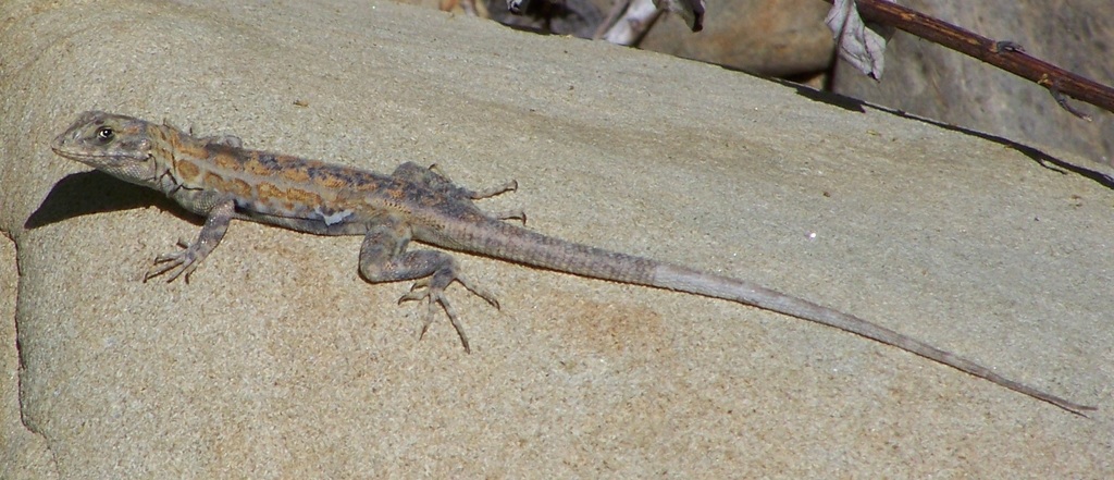 Western Side-blotched Lizard in September 2009 by Jonathan Hakim. Just ...