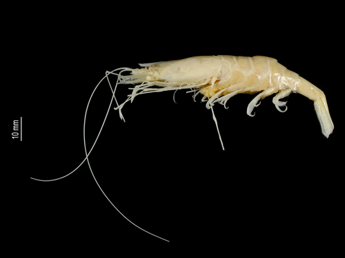 African spider shrimp (Nematocarcinus africanus) · iNaturalist United ...