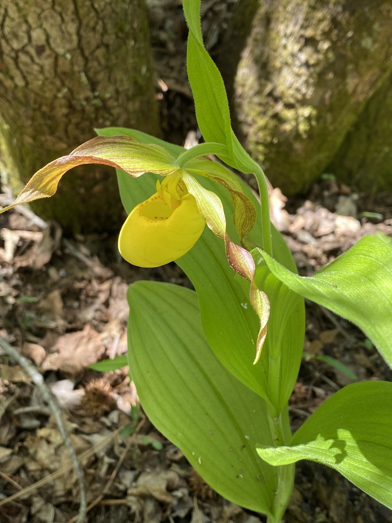 large yellow lady's-slipper in April 2020 by Cheryl Hall · iNaturalist