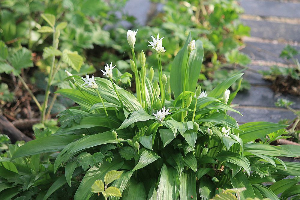 Ramsons from Netherton, Dudley DY2, UK on April 17, 2020 at 08:27 AM by ...