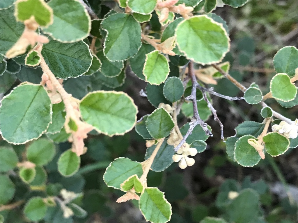 Pomaderris paniculosa from Point Drummond Road, Mount Hope, SA, AU on ...