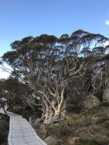 Alpine Snow Gum (Subspecies Eucalyptus pauciflora niphophila) · iNaturalist
