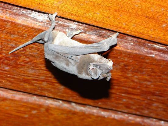 Velvety Free-tailed Bat (Molossus molossus) - Know Your Mammals