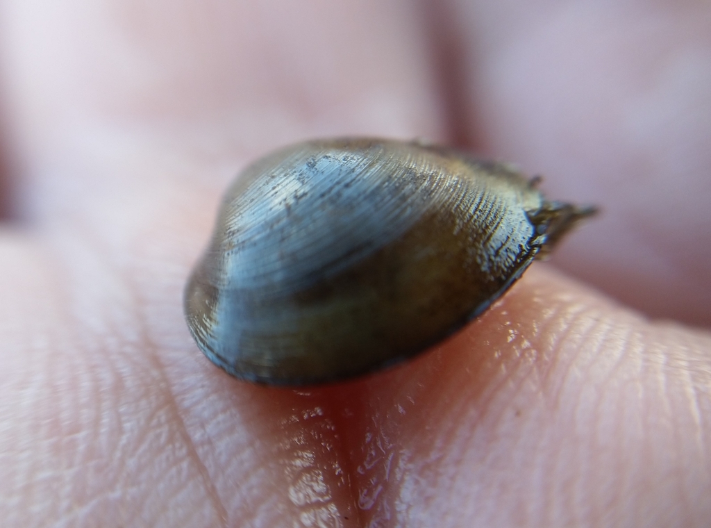 Sphaerium nucleus (Molluscs of the Slovak Republic) · BioDiversity4All